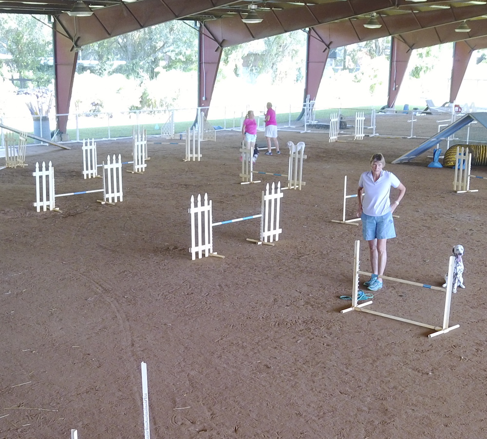 Arena Agility | Ketch Dogs of Tampa